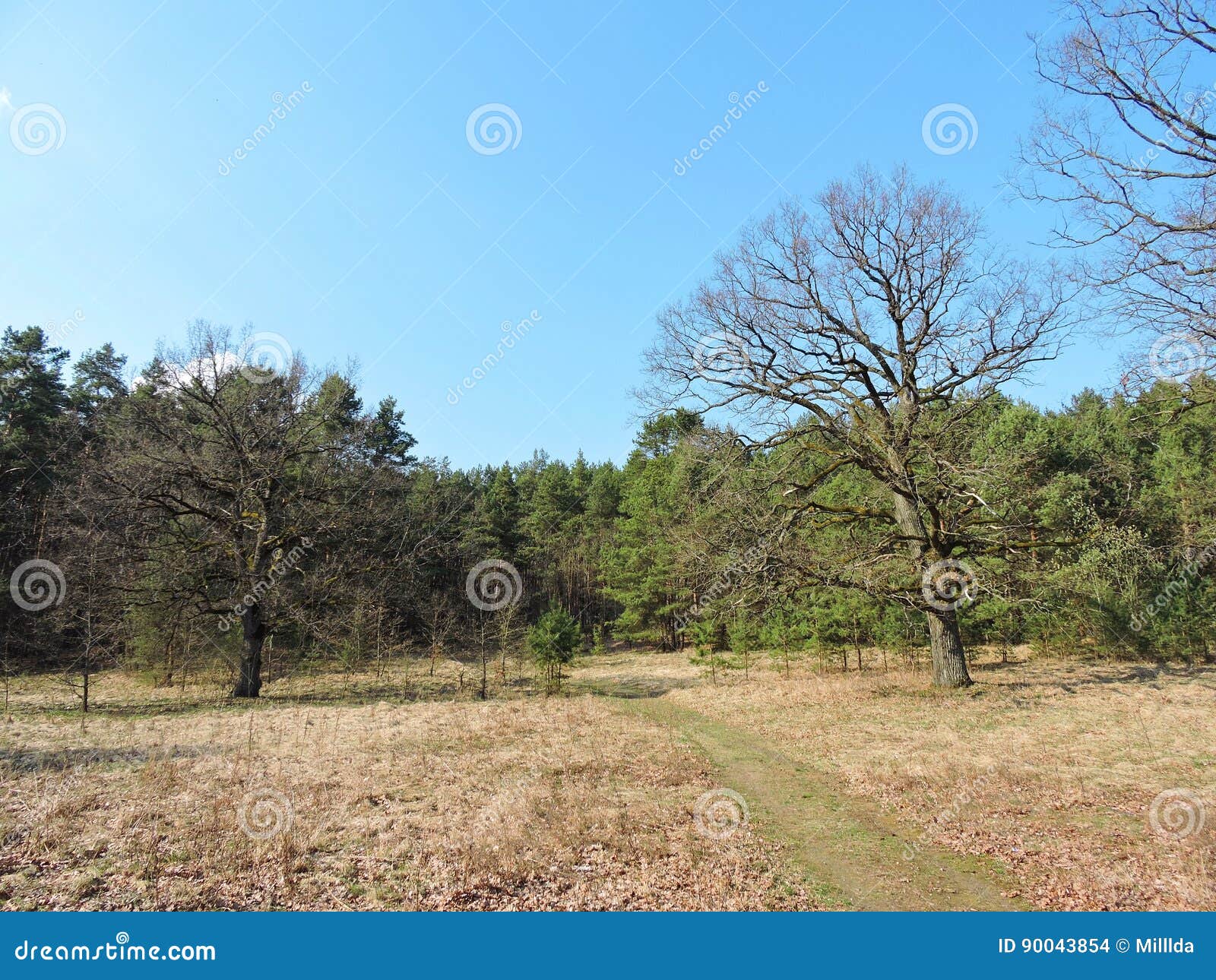 Spring forest, Lithuania stock photo. Image of pine, place - 90043854