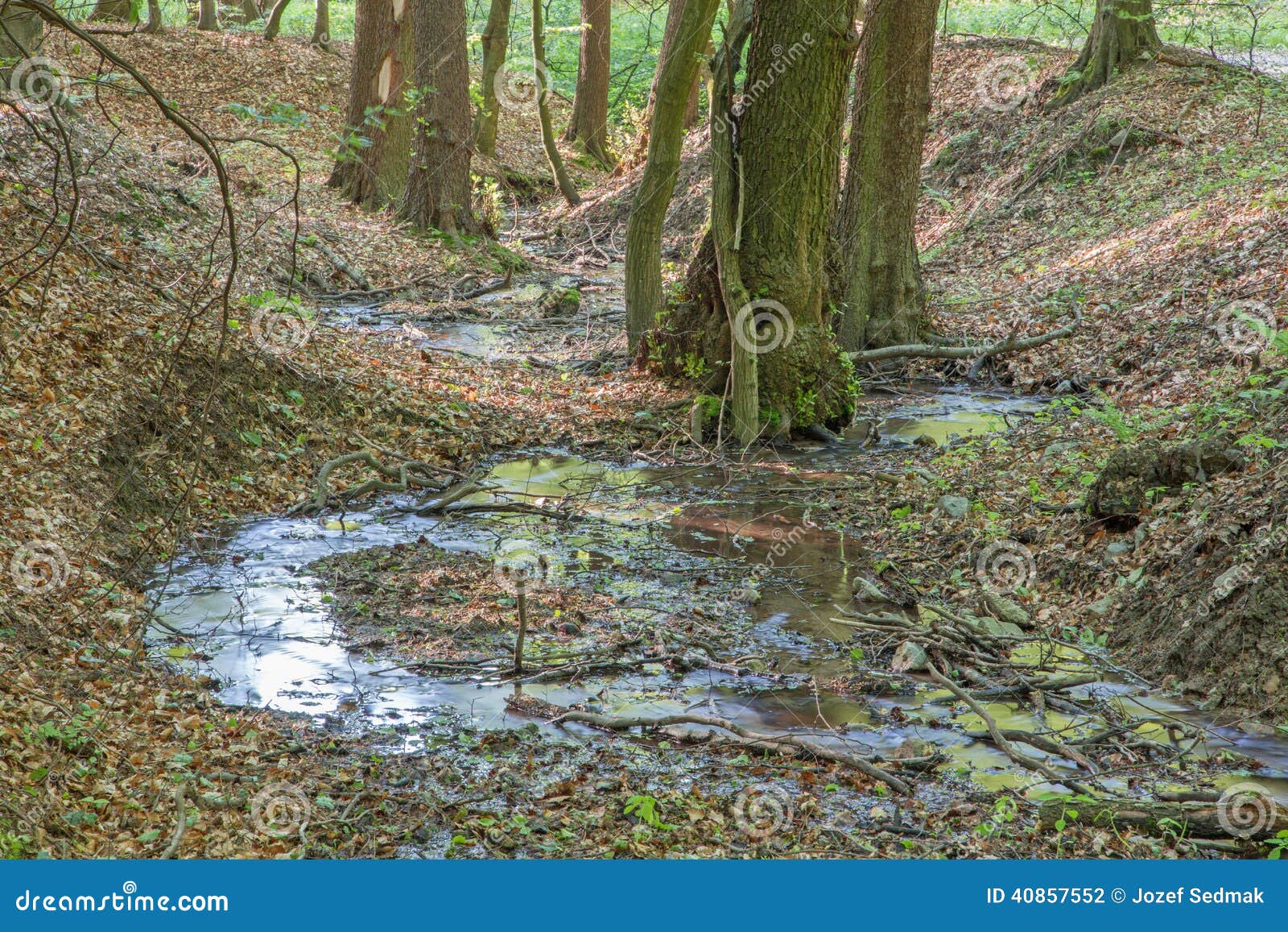 Spring Forest in Little Carpathian Stock Photo - Image of walk, stem ...