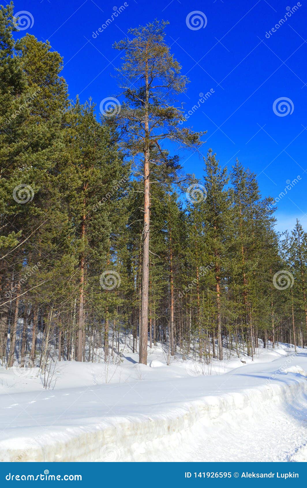 Spring forest in March. stock image. Image of trees - 141926595