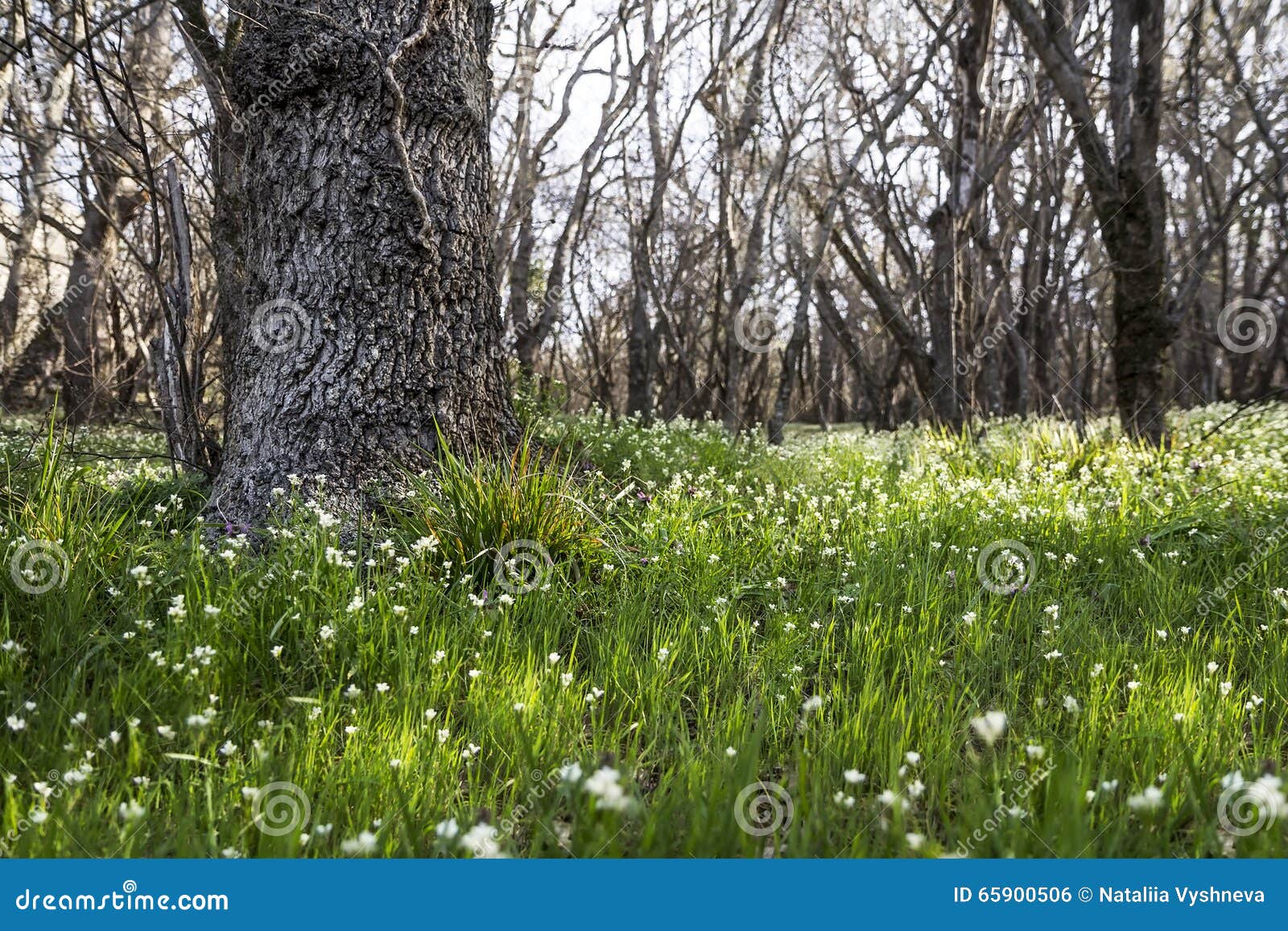 Spring Forest Meadow with Lush Green Grass and Flowers Stock Photo ...