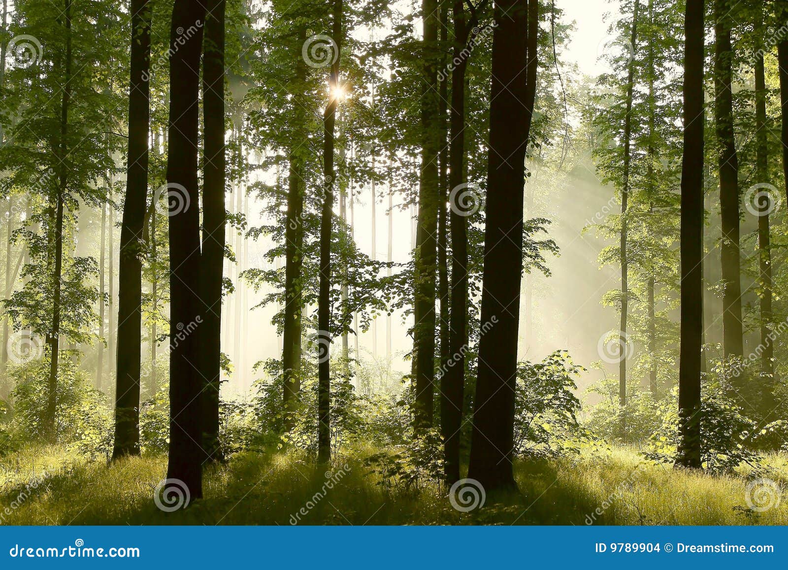 Spring Forest with Morning Sunbeams Stock Photo - Image of alley, fresh ...