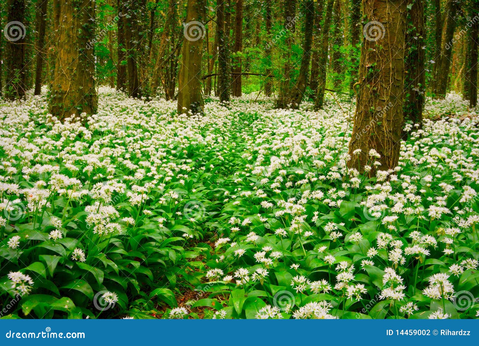 Spring Forest with Multiple White Wild Flowers Stock Photo - Image of ...