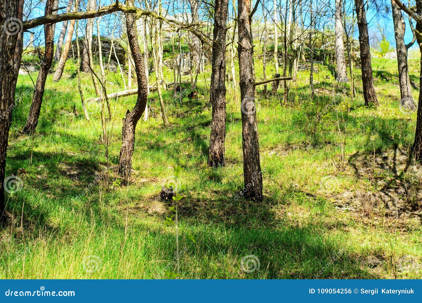Spring Forest Near the Castle Kremenets Stock Photo - Image of green ...