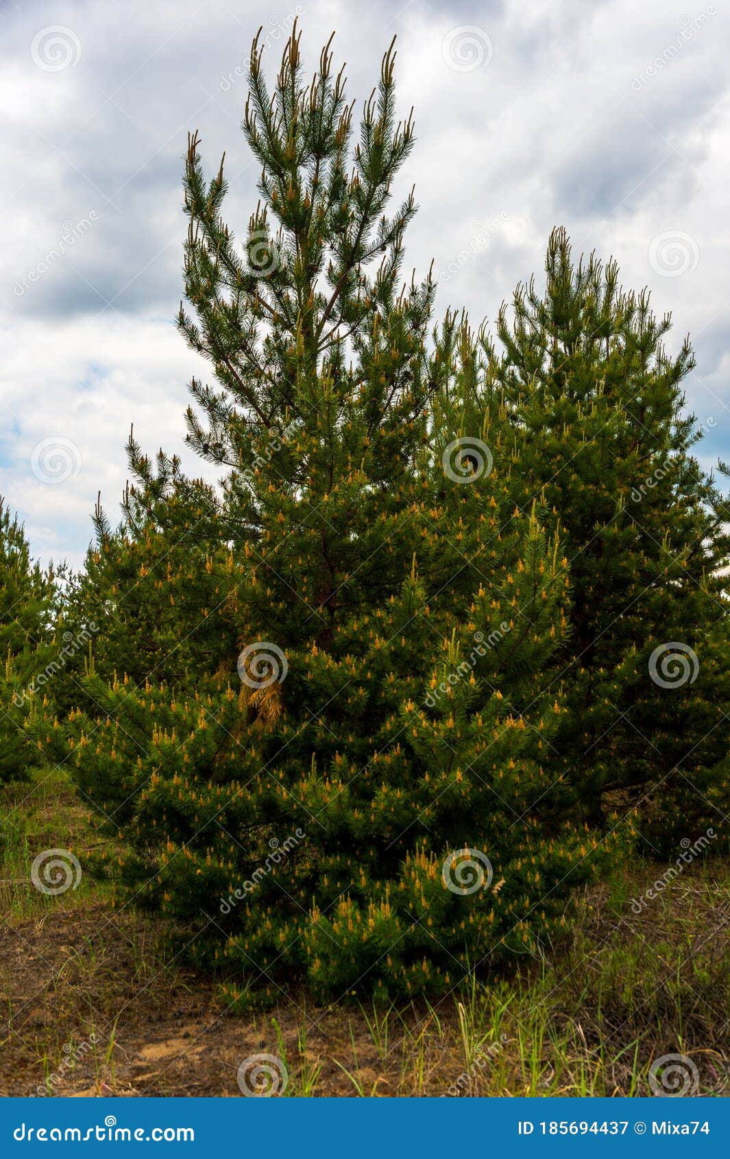 Spring Forest Near the Village2 Stock Image - Image of nspring, cloud ...