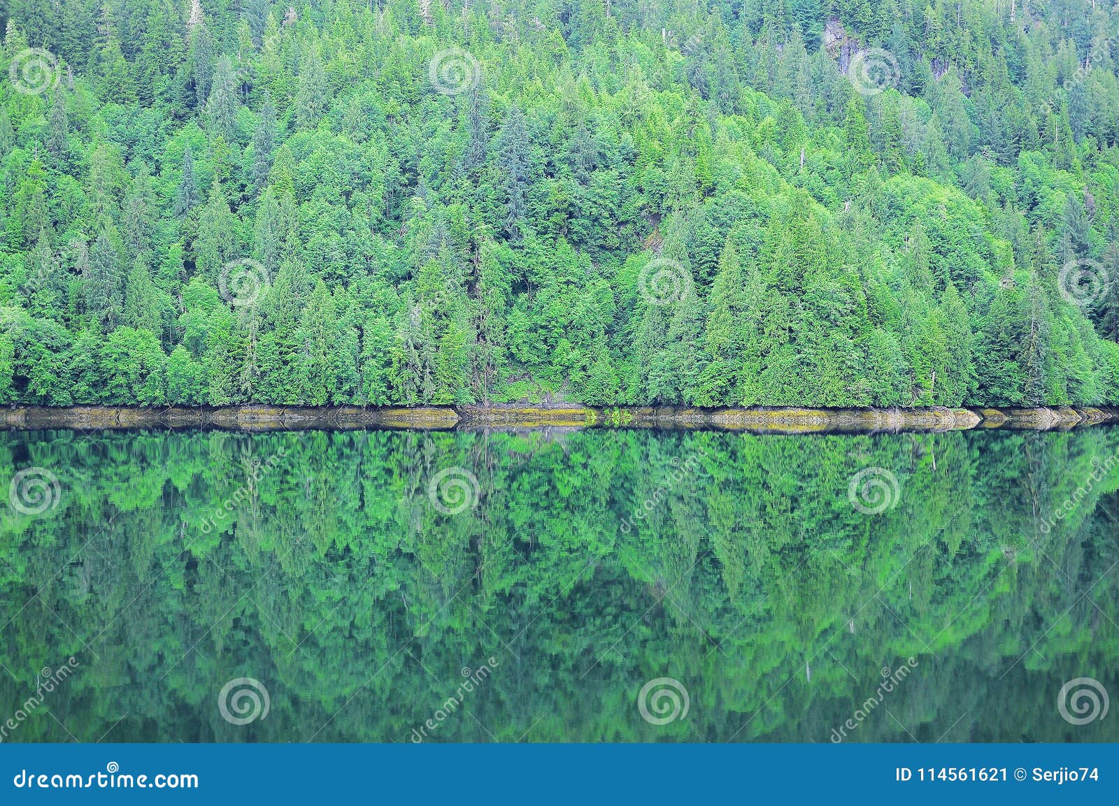 Spring Forest by the Ocean Coast. Stock Image - Image of fjord, cliff ...