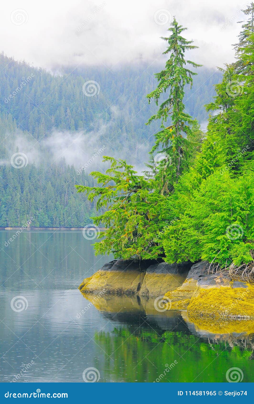 Spring Forest by the Ocean Coast. Stock Image - Image of landscape ...