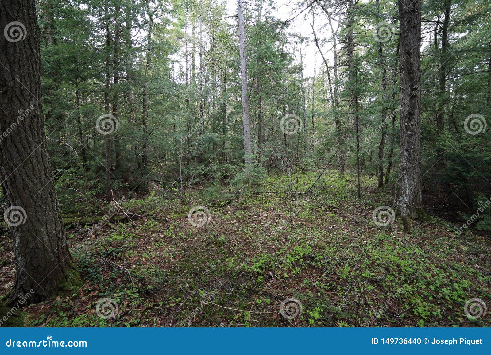 Spring Forest Opening stock photo. Image of pine, growth - 149736440