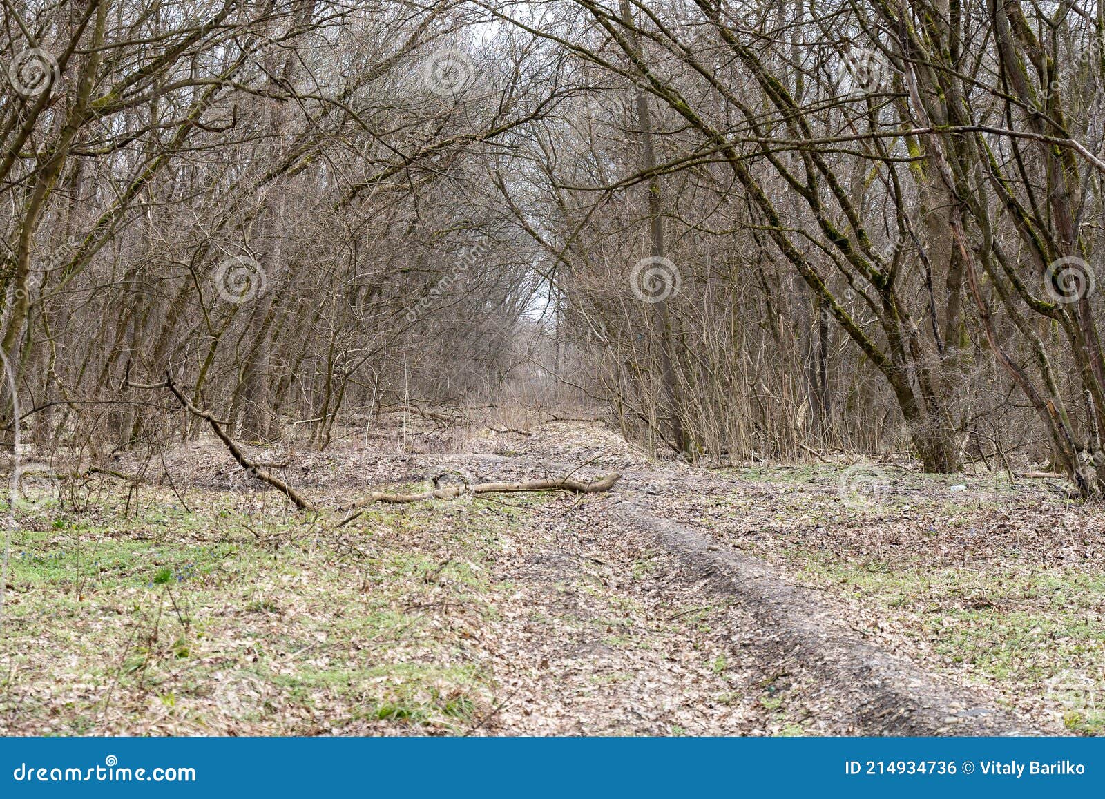 Spring Forest, with Overhanging Branches of Old Trees Stock Photo ...