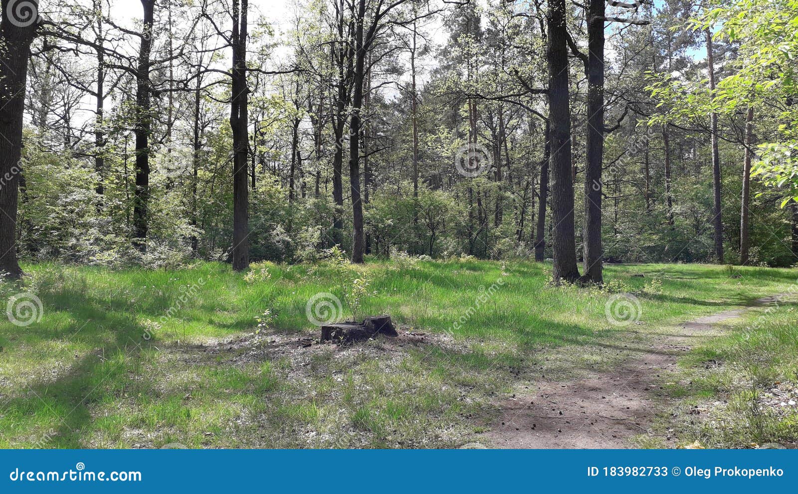 Spring Forest Park Details and Elements Stock Image - Image of light ...