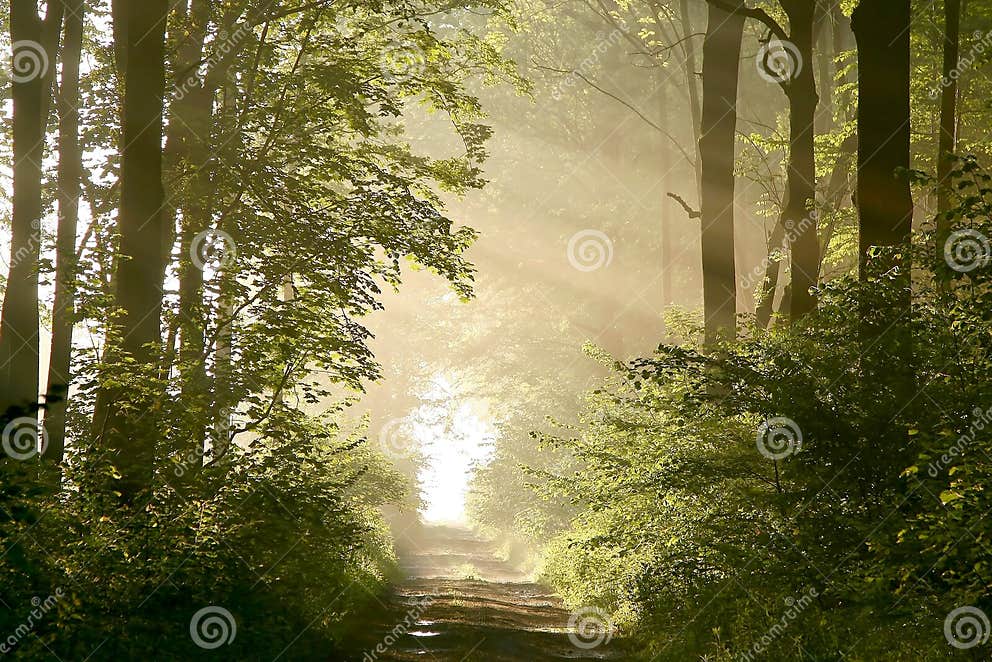 Spring Forest Path with Morning Sunbeams Stock Image - Image of dawn ...