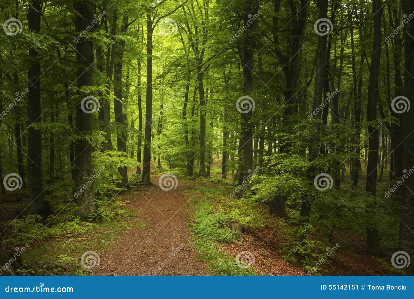 Spring Forest Path with Morning Sunbeams Stock Image - Image of ...