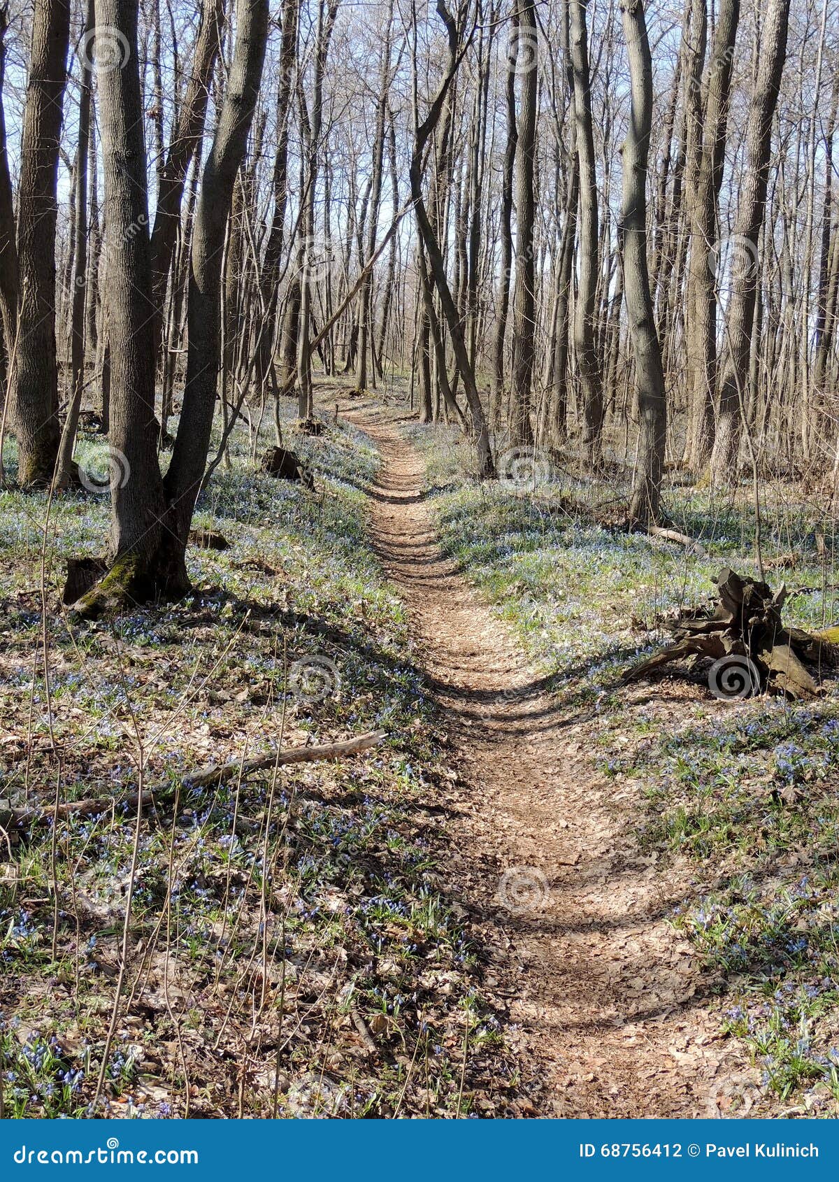 Spring Forest Path among Snowdrops Stock Photo - Image of tree, flowers ...