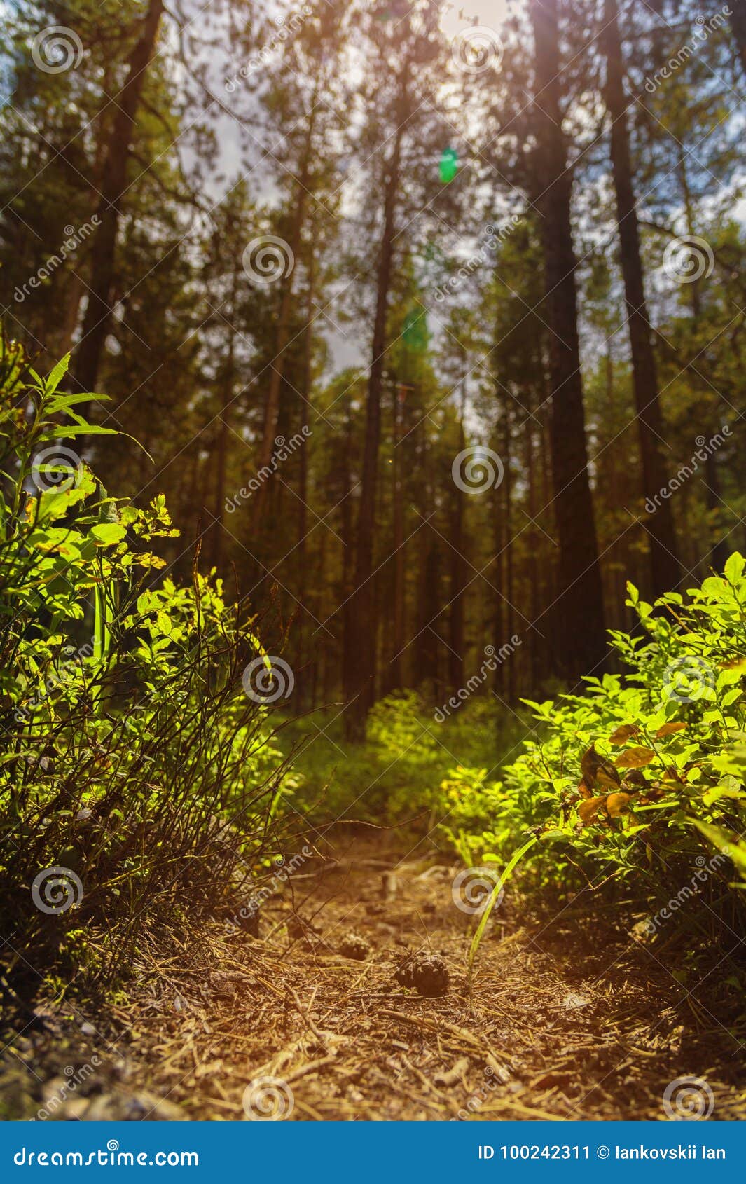 Spring Forest with a Path and Sun Rays Stock Image - Image of path ...