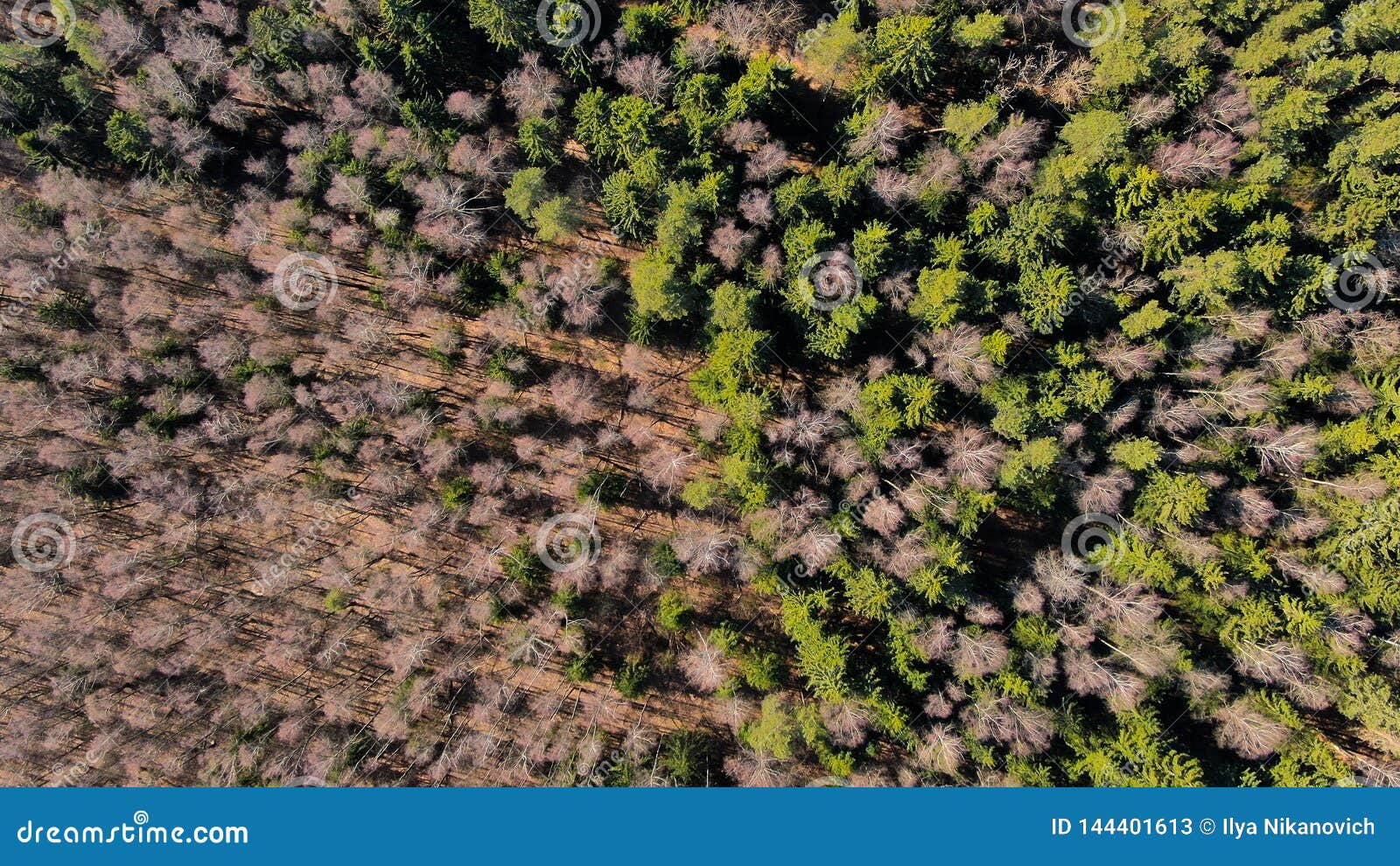 Spring Forest. Photographed from the Air. Stock Image - Image of ...