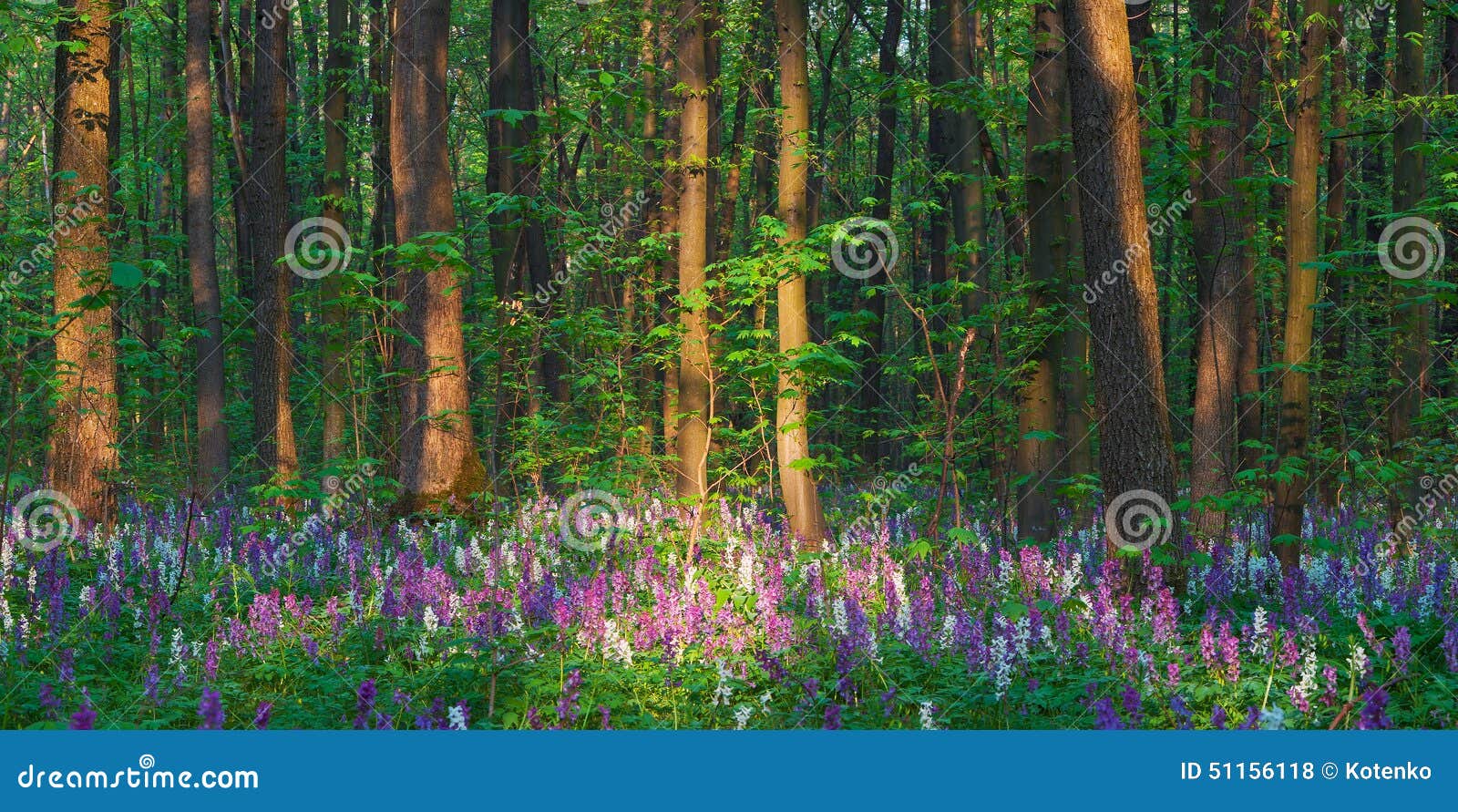 Spring Forest with Primrose Stock Photo - Image of corydalis, beauty ...