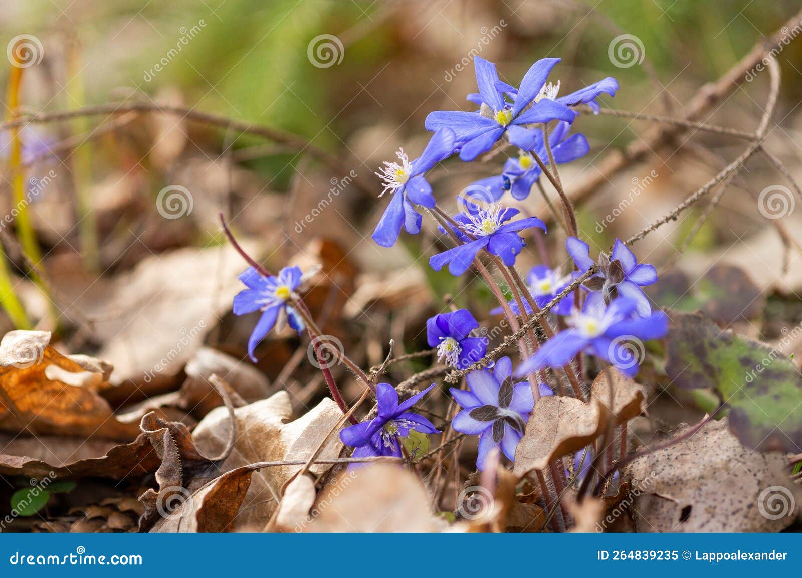 Spring Forest. Purple Flowers Stock Image - Image of season, head ...
