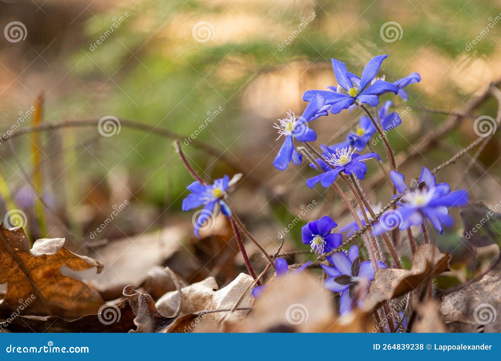 Spring Forest. Purple Flowers Stock Photo - Image of color, flowers ...