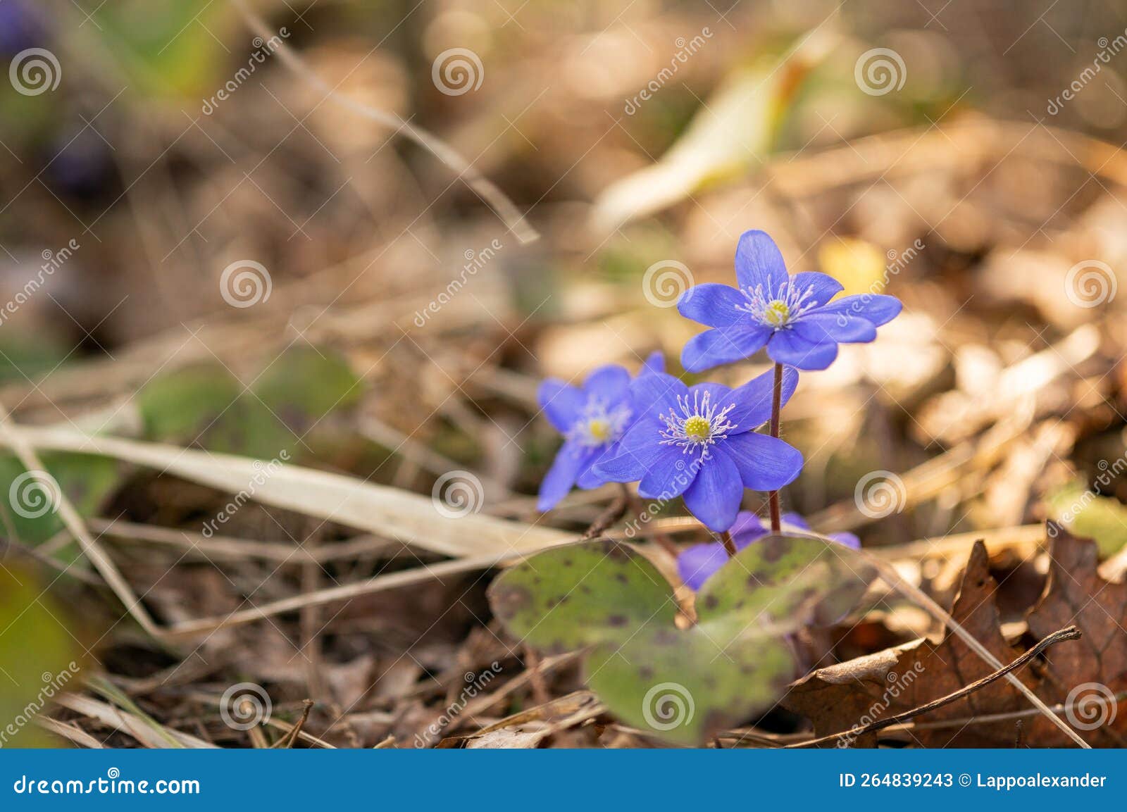 Spring Forest. Purple Flowers Stock Image - Image of growth, hepatica ...