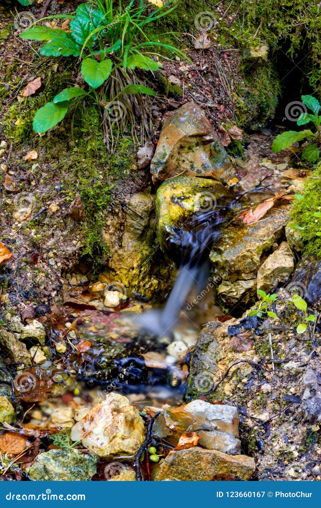 The Spring in a Forest Ravine Striking from Under the Rocks Stock Image ...