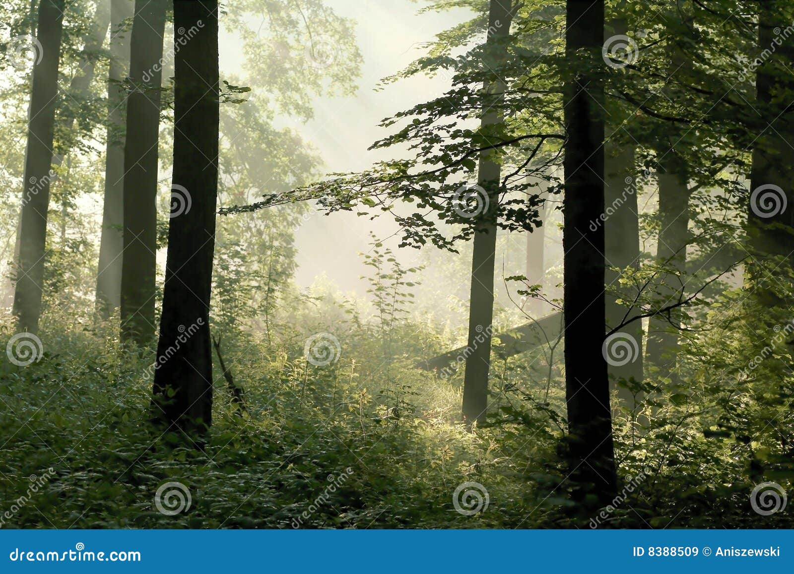 Spring Forest, Rays of Light through the Trees Stock Image - Image of ...
