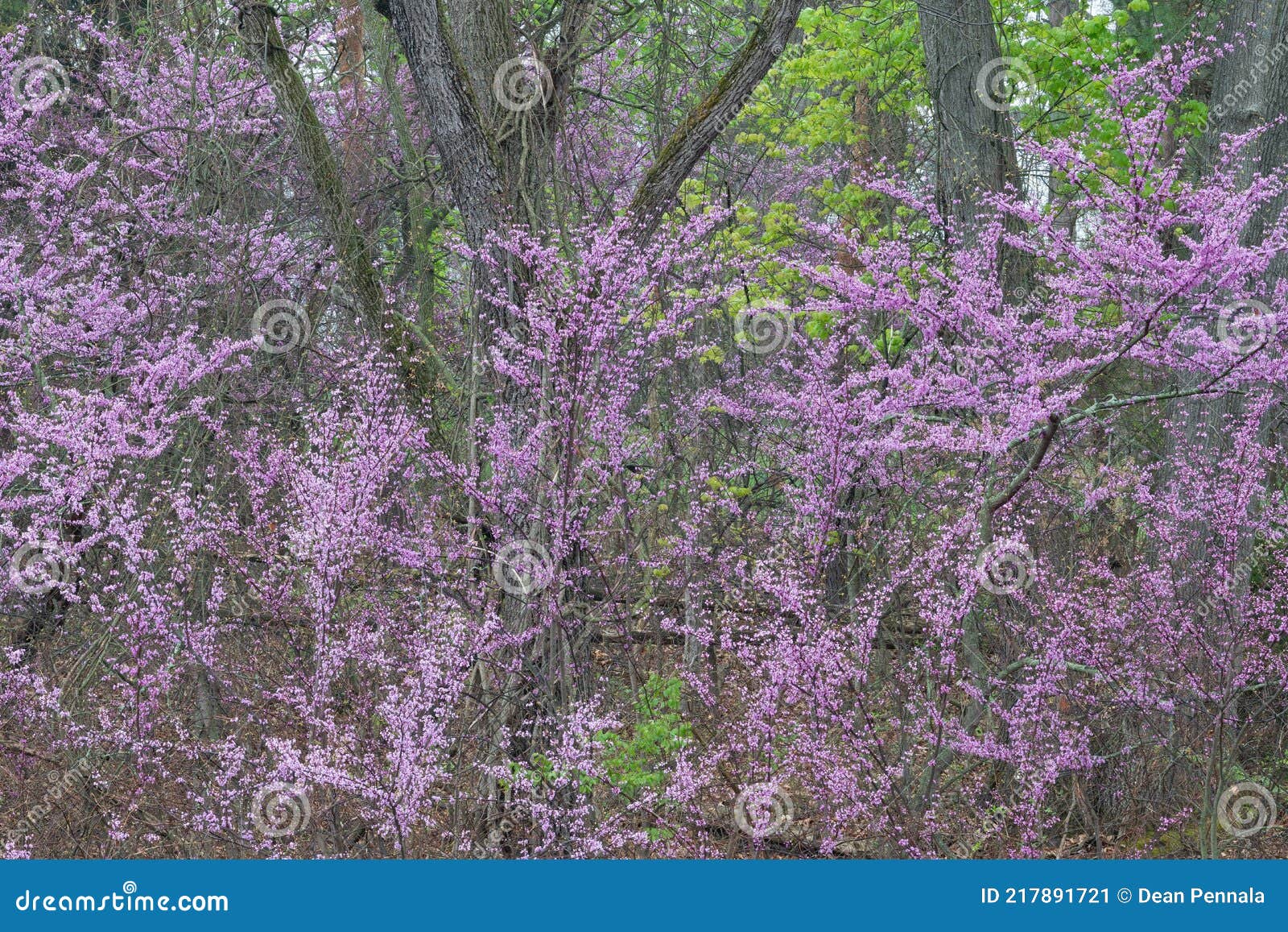 Spring Forest with Redbud in Bloom Stock Image - Image of renewal ...