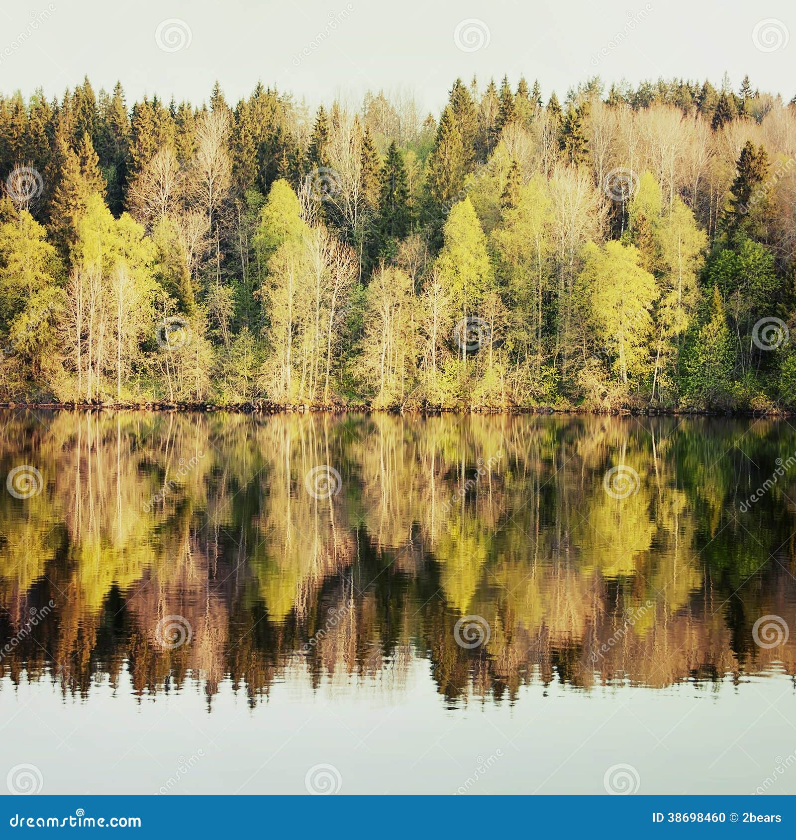 Spring Forest is Reflected in River Stock Photo - Image of nature ...