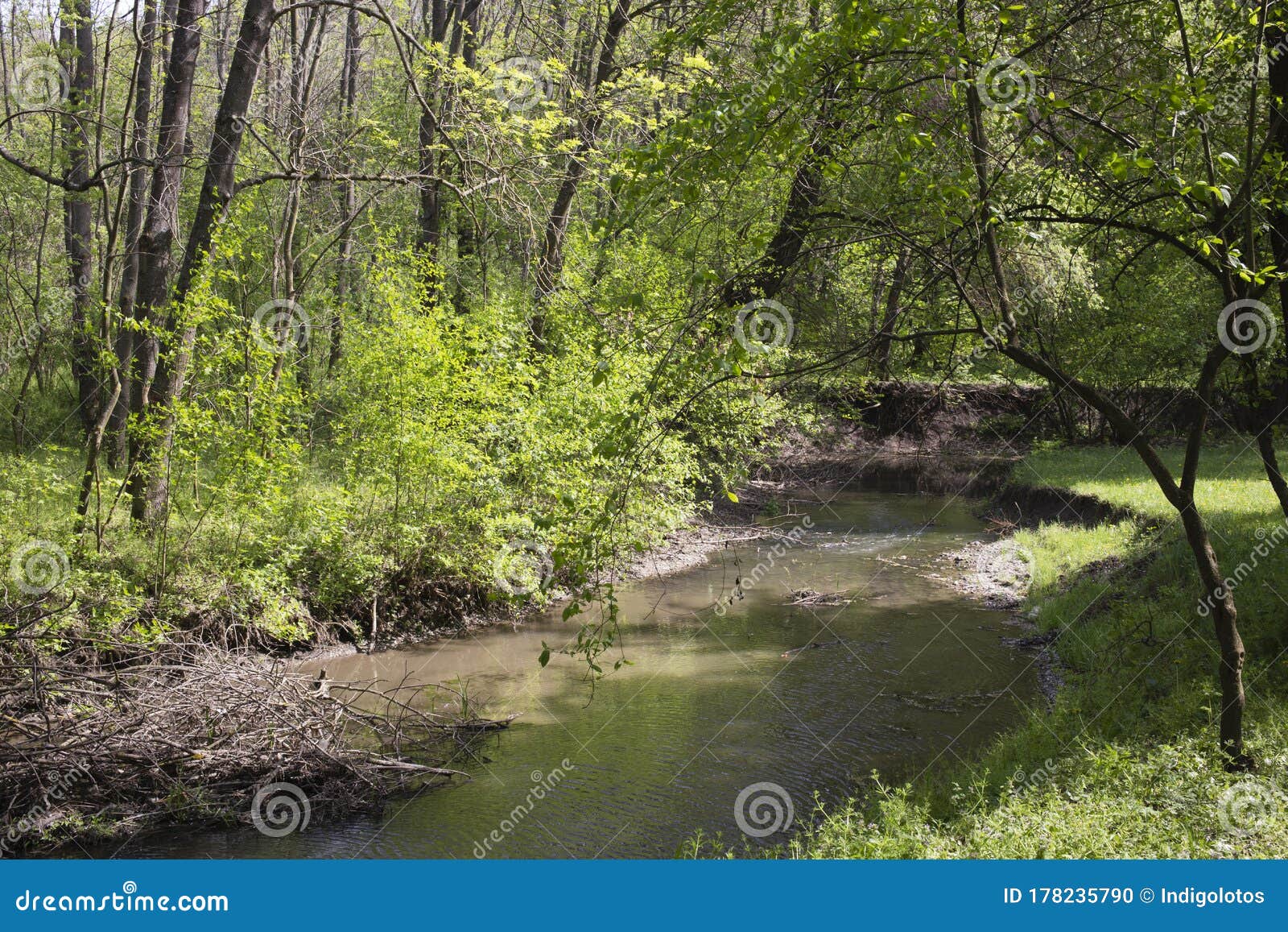 Spring in the forest stock photo. Image of tree, blue - 178235790