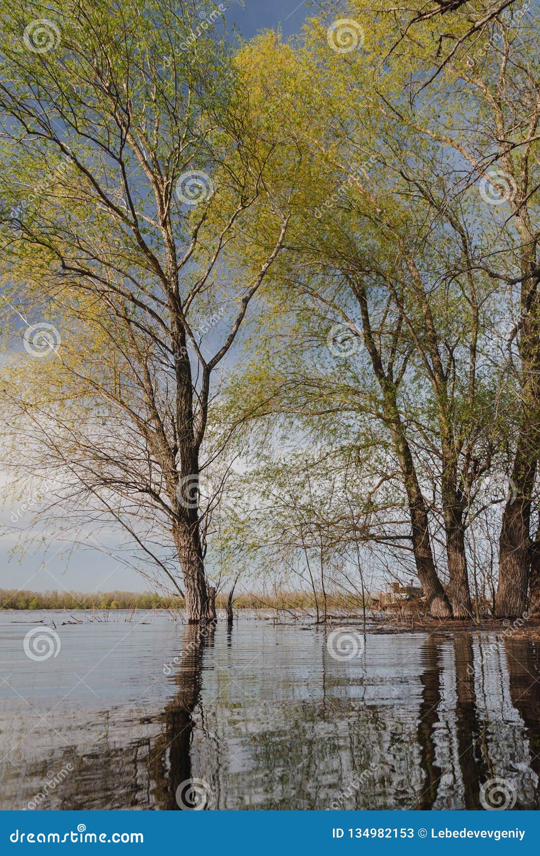 Spring Forest River Landscape. Forest River in Springtime. Fallen Tree ...