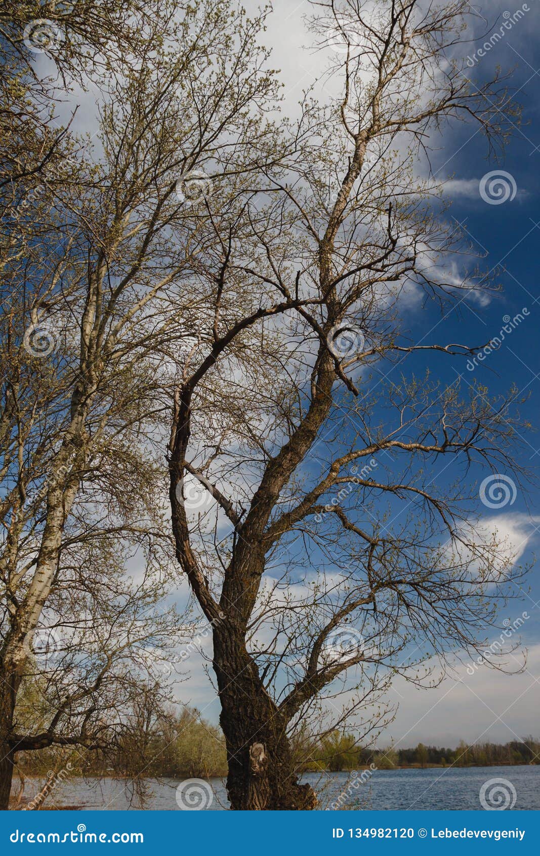 Spring Forest River Landscape. Forest River in Springtime. Fallen Tree ...