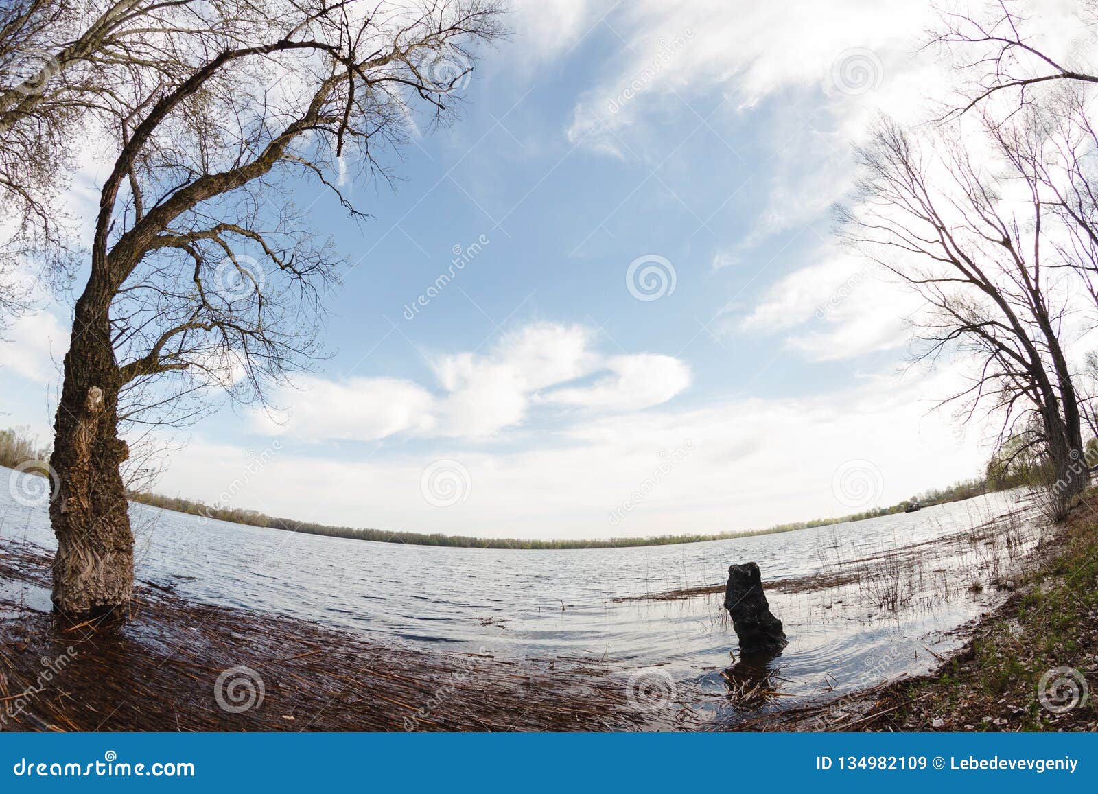 Spring Forest River Landscape. Forest River in Springtime. Fallen Tree ...