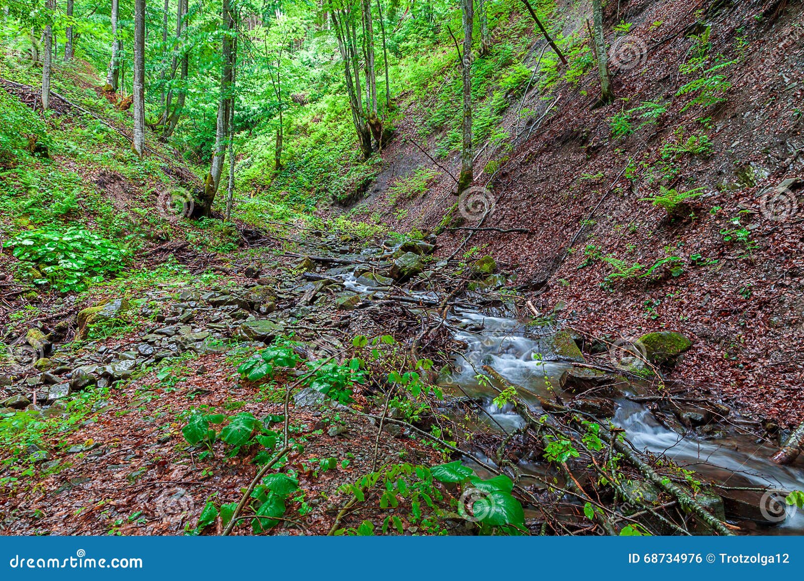 Spring Forest River in the Mountains Stock Photo - Image of environment ...