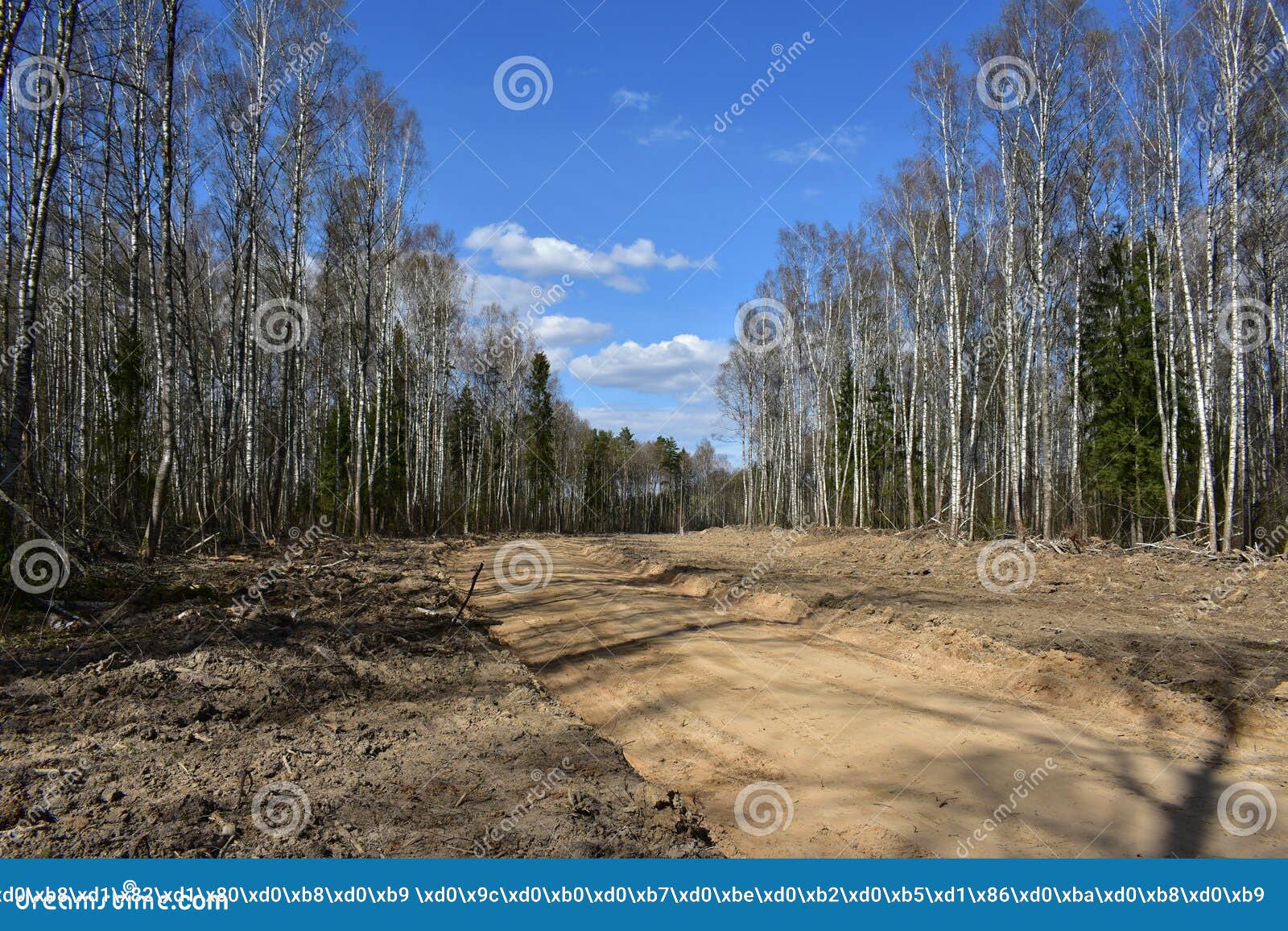 Spring Forest. a Road in a Wooded Area. Moss on Trees. the First ...