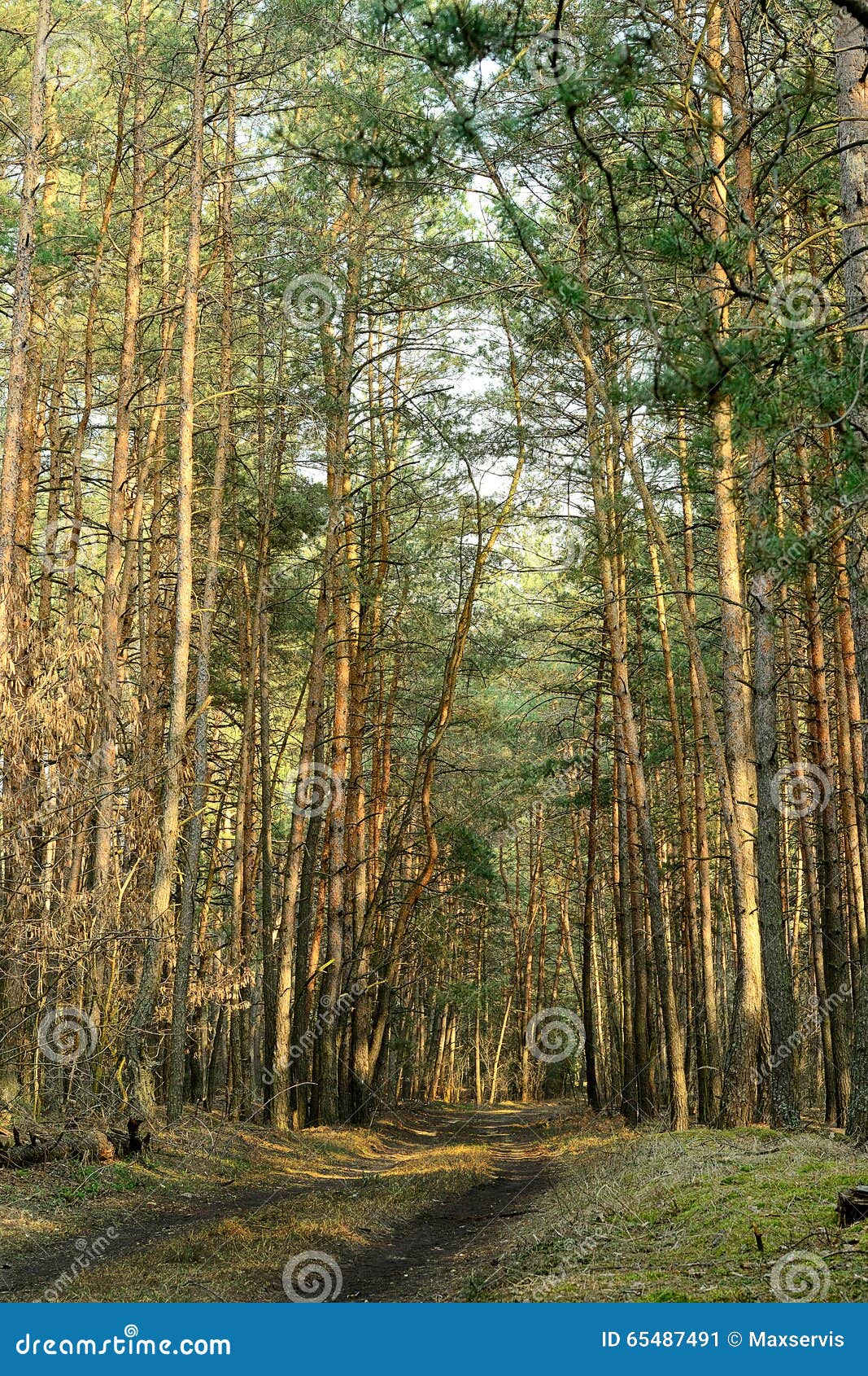 Spring forest stock image. Image of forest, beautiful - 65487491