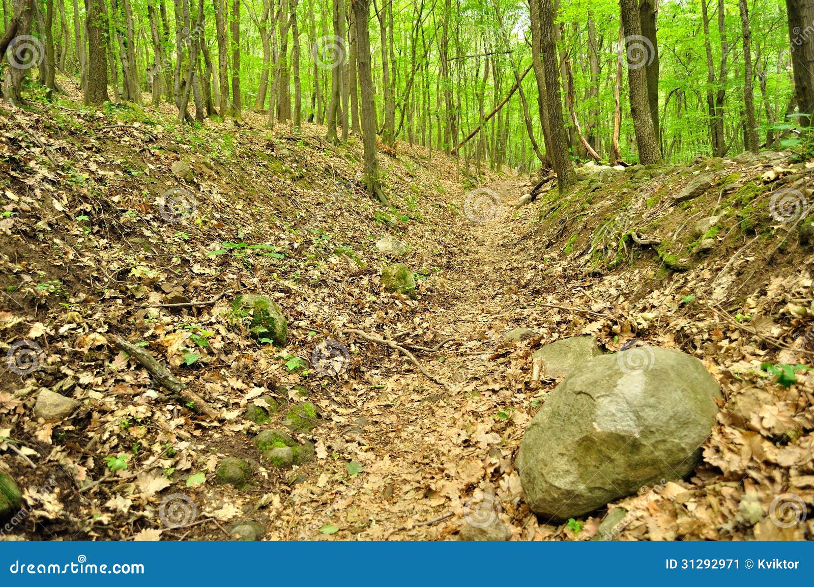 Spring Forest Scene with Big Stone Stock Image - Image of bark, forest ...