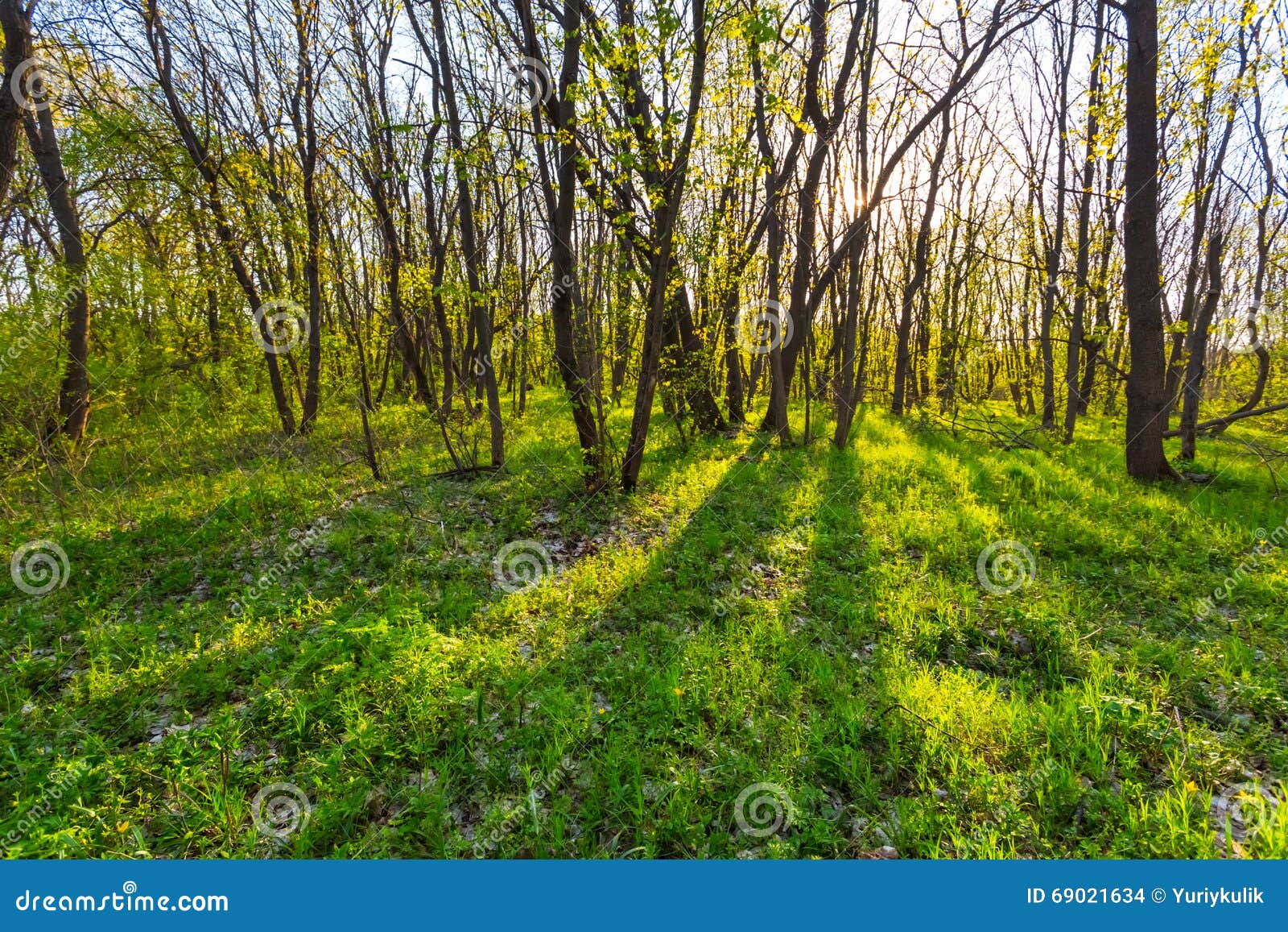 Spring forest scene stock photo. Image of green, celestial - 69021634