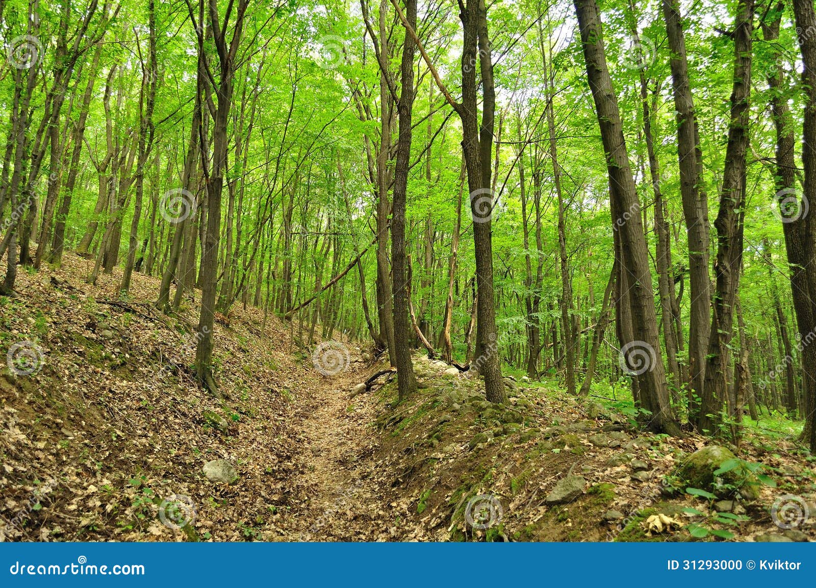 Spring forest scene stock photo. Image of fresh, grass - 31293000