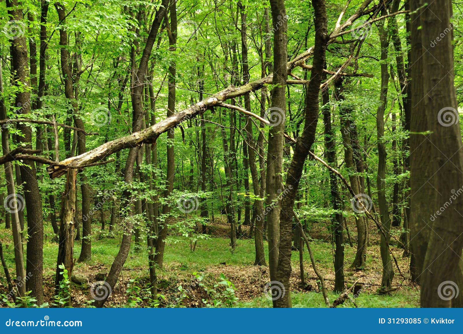 Spring forest scene stock image. Image of ecology, decomposition - 31293085