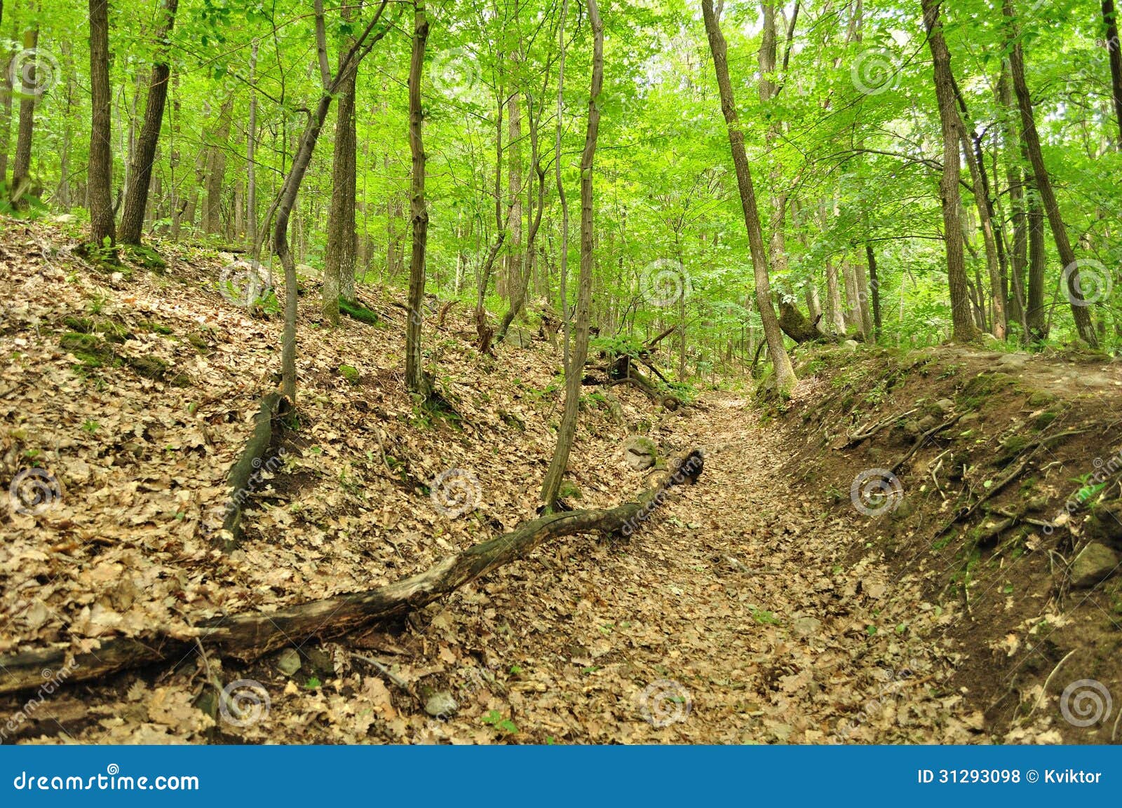 Spring forest scene stock photo. Image of decomposition - 31293098