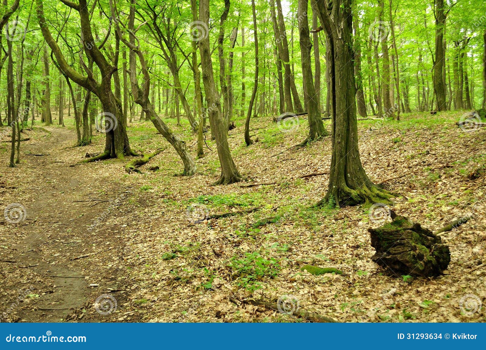 Spring forest scene stock photo. Image of grass, landscape - 31293634