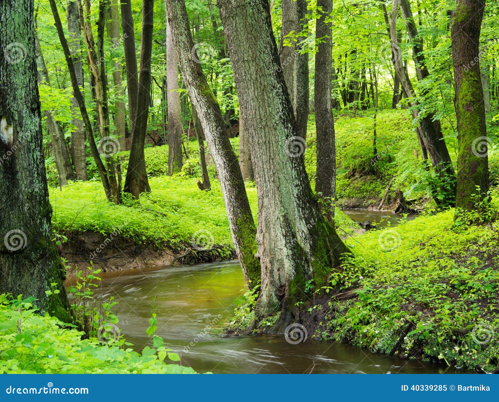 Spring forest scene stock image. Image of decomposition - 40339285