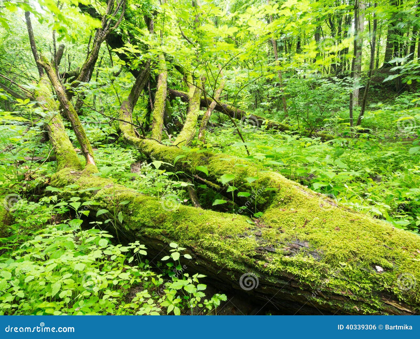 Spring forest scene stock photo. Image of ecology, deep - 40339306