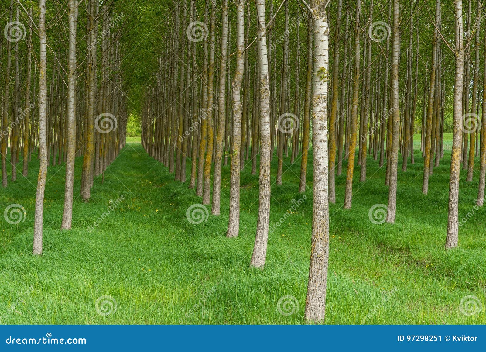 Spring Forest Scene with High Trees Stock Image - Image of color, light ...