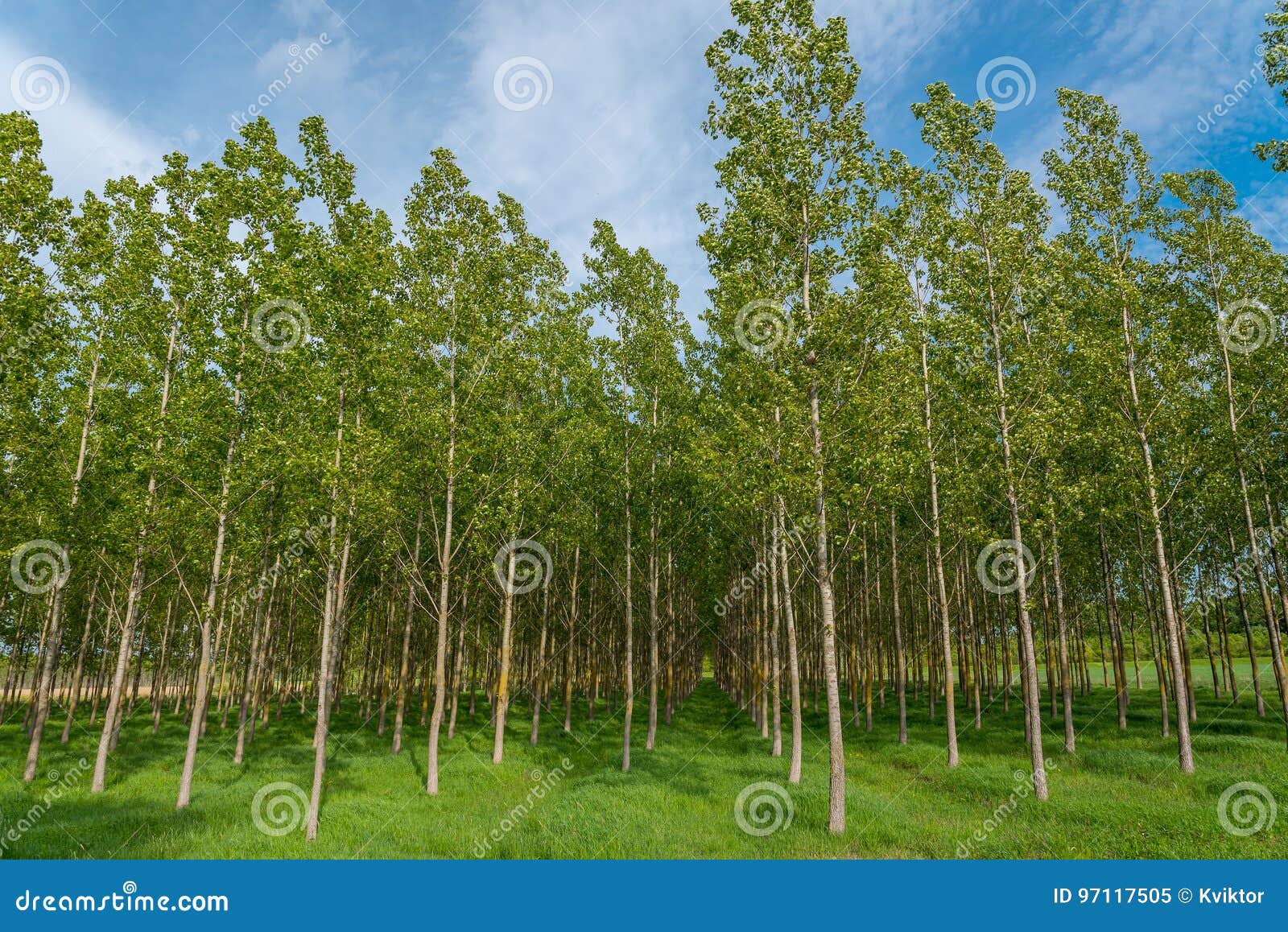 Spring Forest Scene with High Trees Stock Image - Image of leaf, forest ...