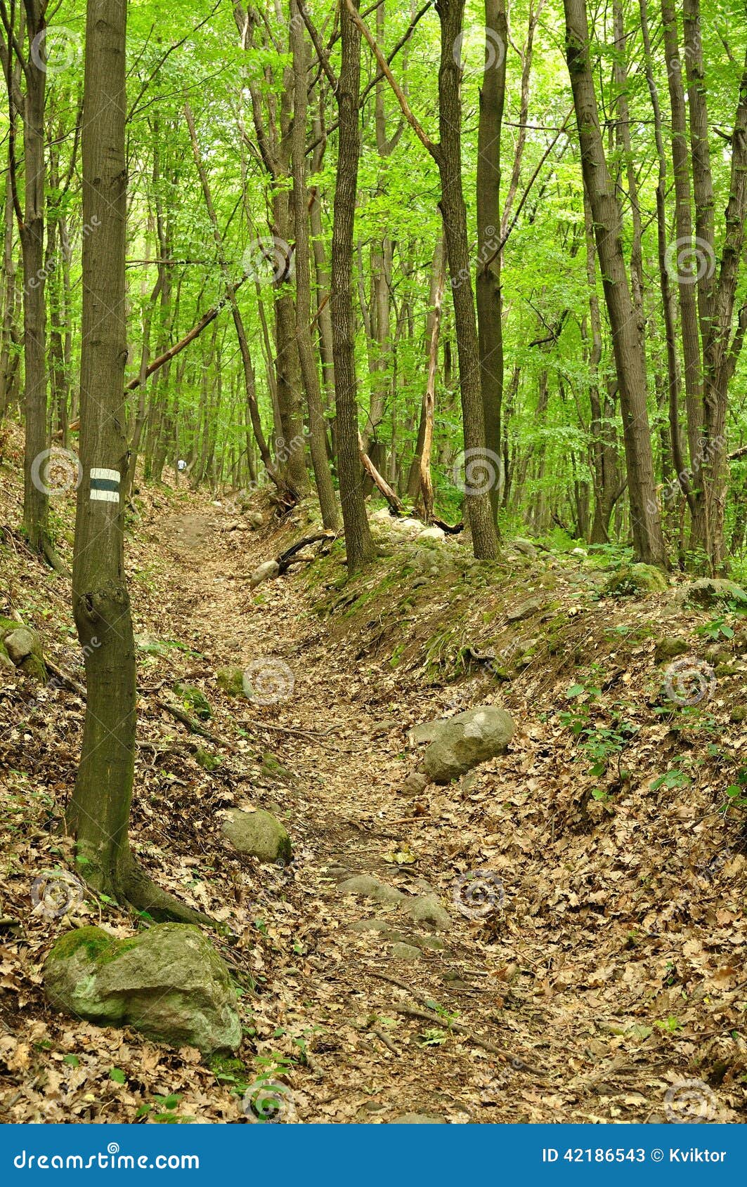 Spring Forest Scene with High Trees Stock Image - Image of plant, grow ...