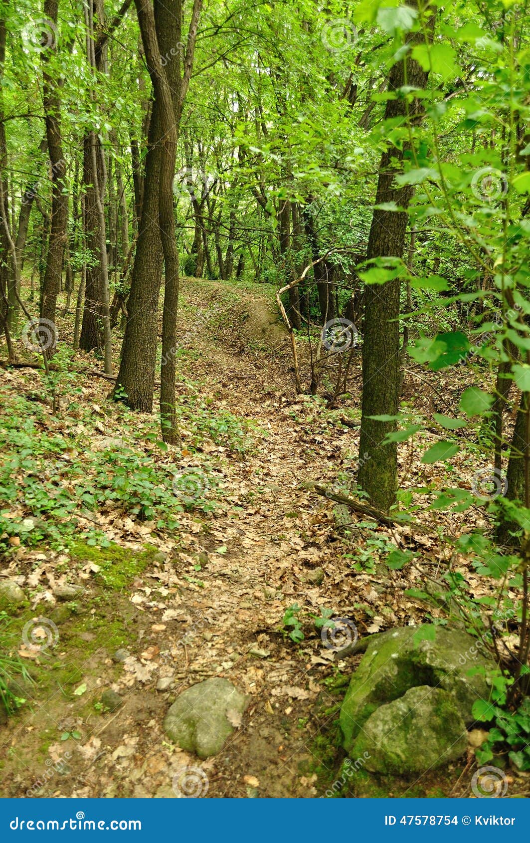 Spring Forest Scene with High Trees Stock Photo - Image of foliage ...