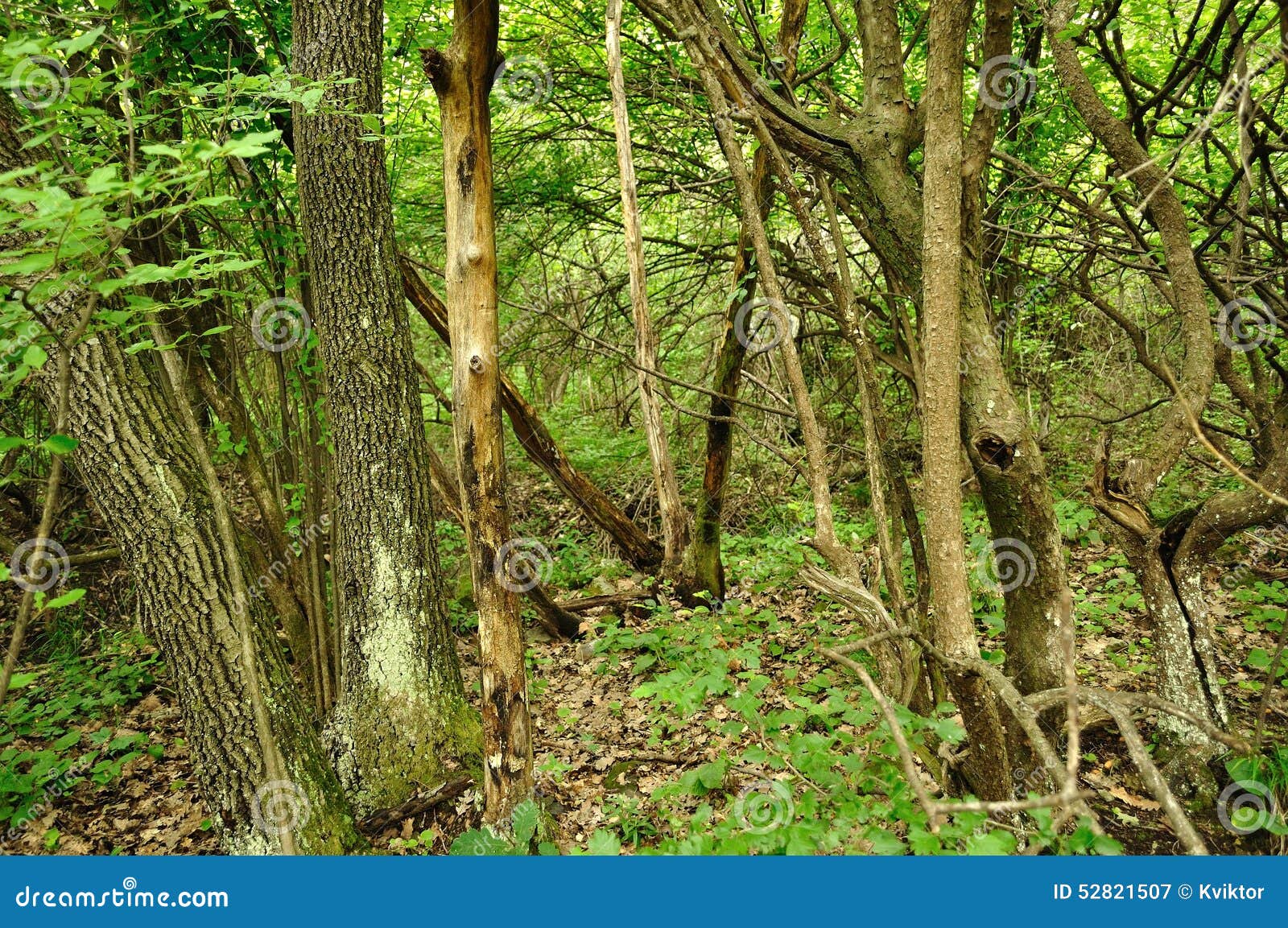 Spring Forest Scene with Trees Stock Image - Image of brown, branch ...