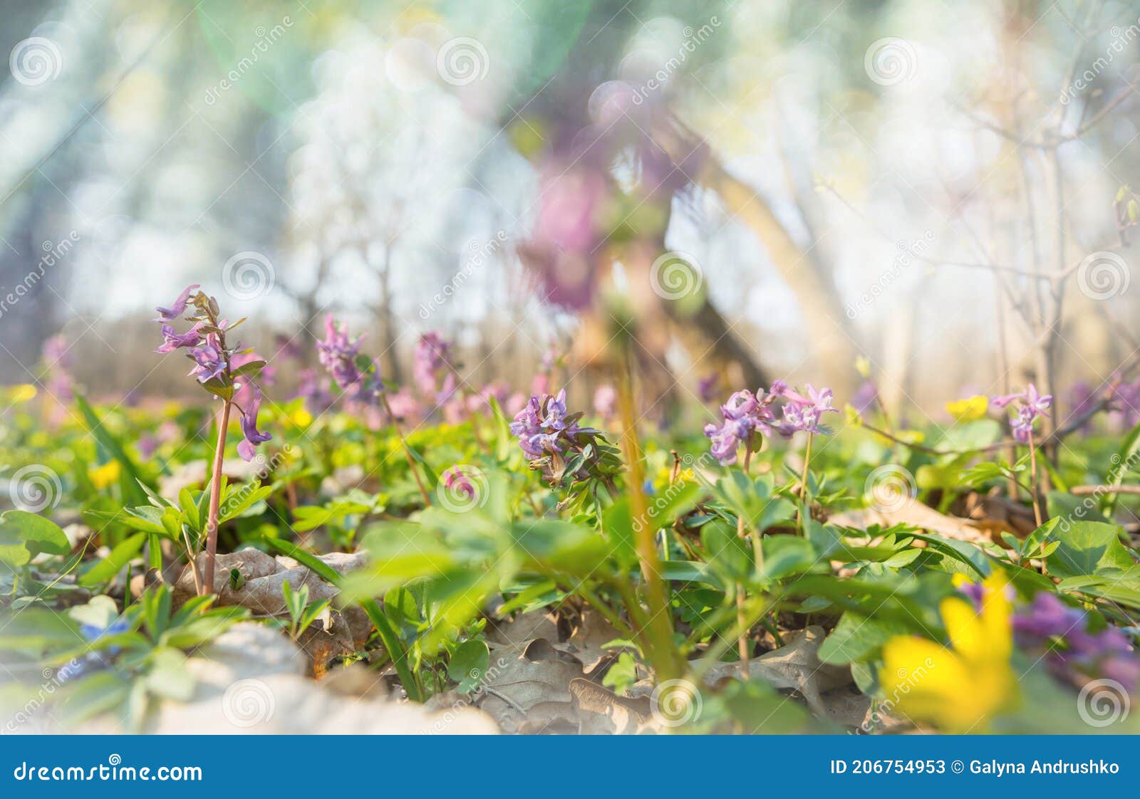 Spring in forest stock image. Image of garden, bloom - 206754953
