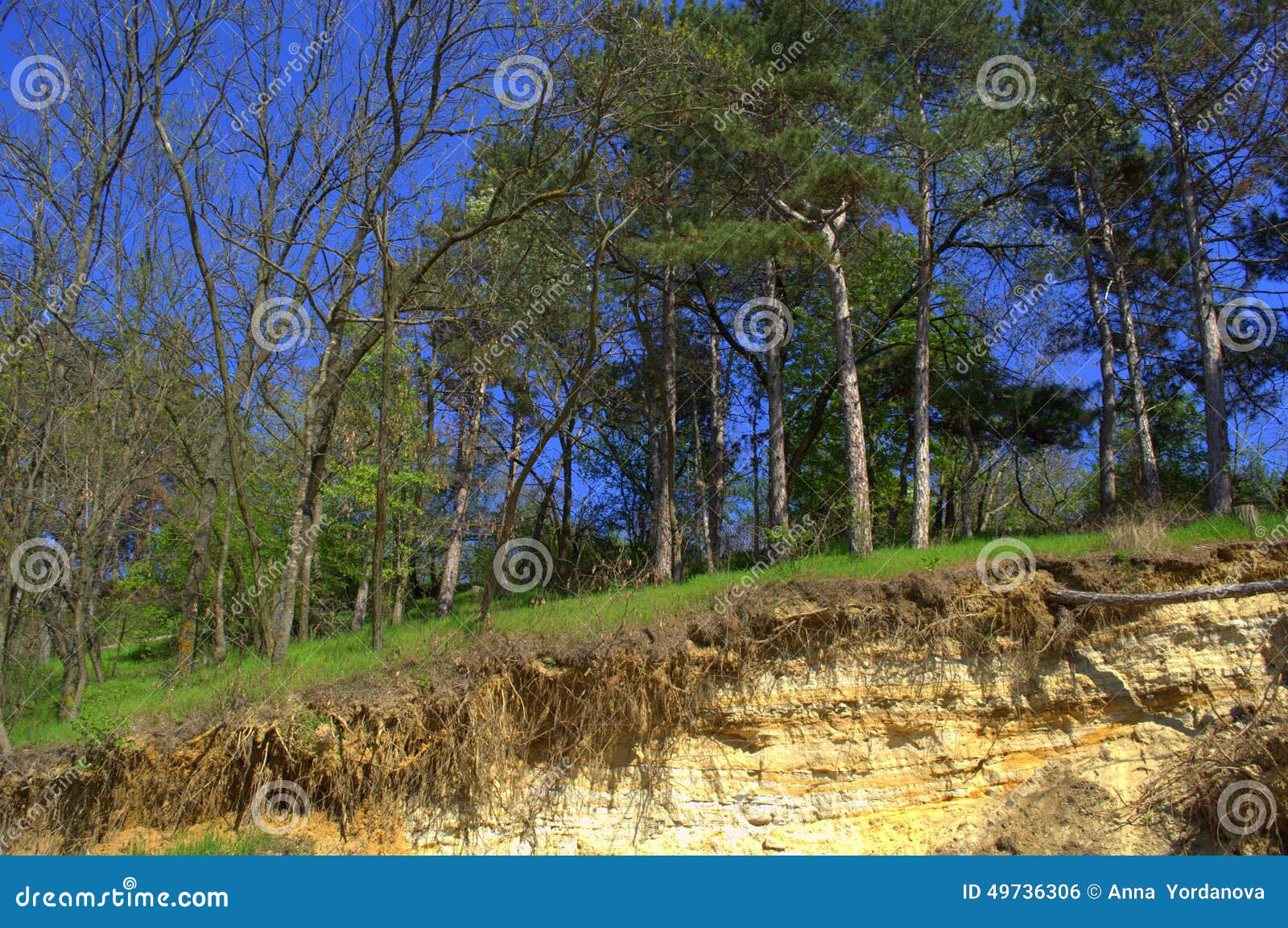 Spring Forest on Several Underground Soil Layers Stock Photo - Image of ...