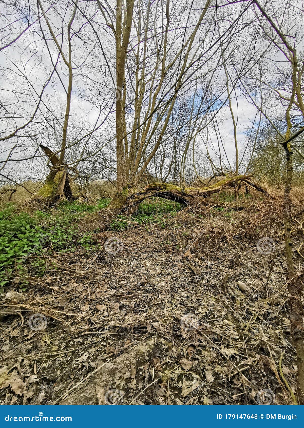 Spring in the forest stock photo. Image of tree, creeping - 179147648