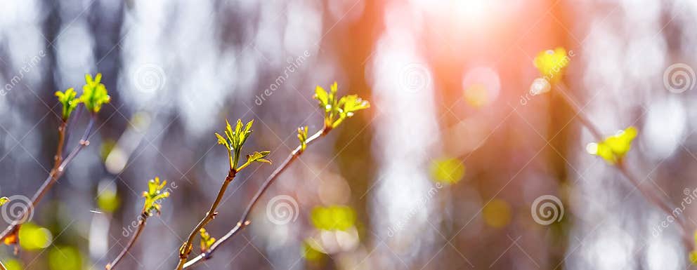 Spring Forest with Sprouts of Leaves on Tree Branches in the Light of ...